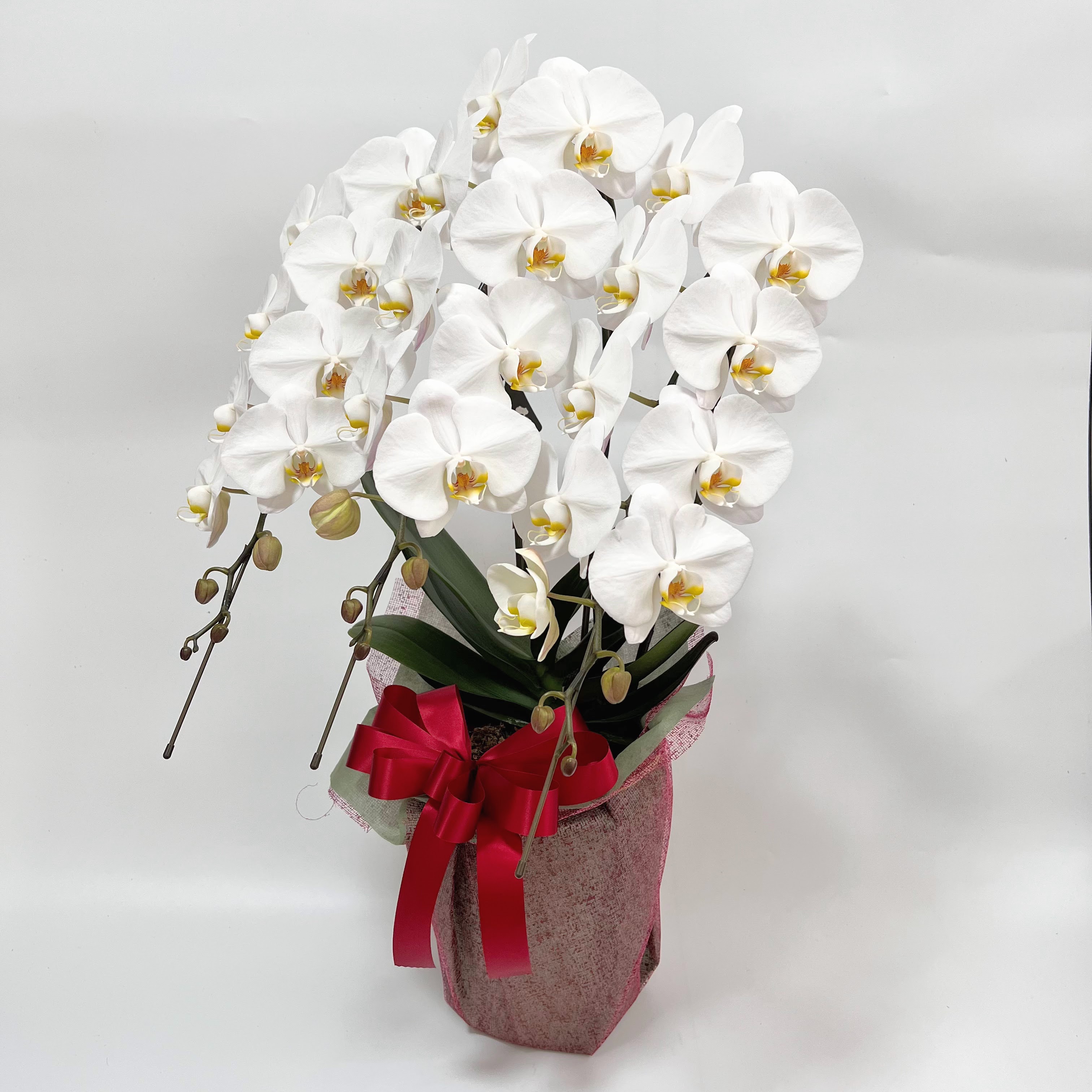 【2024年最新】もらって嬉しい人気ギフトランキング | 選び直せるソーシャルギフト GIFTFUL（ギフトフル）